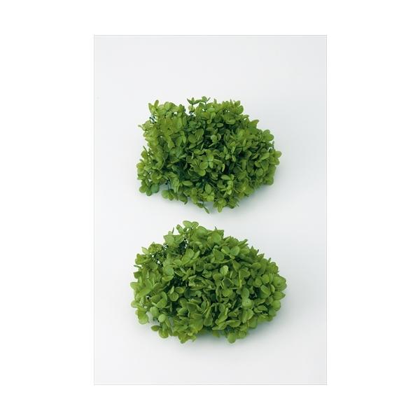 【商品詳細】【商品名】大地農園/ソフトピラミッドアジサイ【入り数】1箱(約2輪)【注意】※ご使用のＰＣ環境により、実物の色目と差異がある場合もあります。※生花由来の商品のため、商品ごとに色・サイズ・状態等に個体差がございます。そのため、入荷...