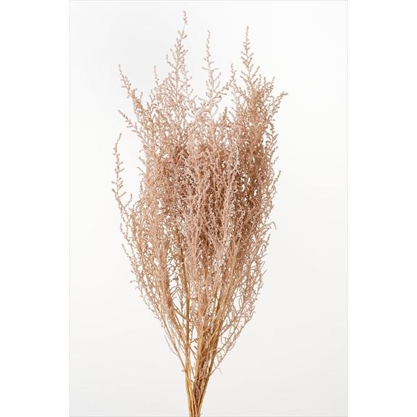 【商品詳細】【商品名】大地農園/ソフトストーベ【サイズ】L約40-50cm【入数】約35g【注意】※ご使用のＰＣ環境により、実物の色目と差異がある場合もあります。※生花由来の商品のため、商品ごとに色・サイズ・状態等に個体差がございます。その...