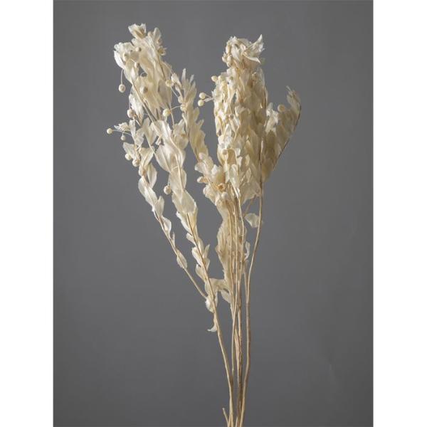 【商品詳細】【商品名】大地農園/アレクリム【入数】1束(約30g)【サイズ】約55-60cmL【注意】※ご使用のＰＣ環境により、実物の色目と差異がある場合もあります。※生花由来の商品のため、商品ごとに色・サイズ・状態等に個体差がございます。...