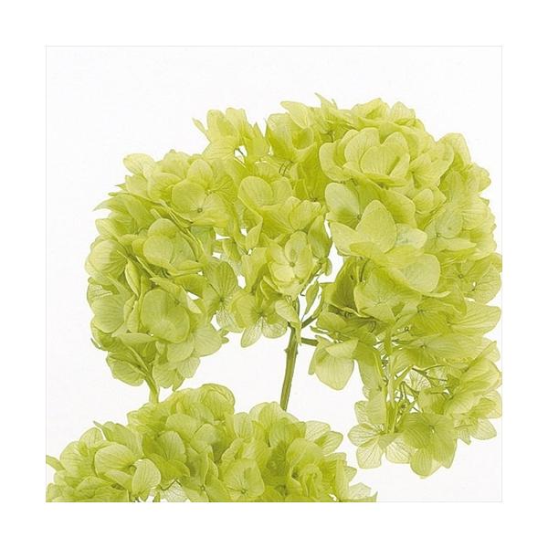 【商品詳細】【商品名】大地農園/ソフトゆめアジサイ【入り数】1箱(約2輪)【注意】※ご使用のＰＣ環境により、実物の色目と差異がある場合もあります。※生花由来の商品のため、商品ごとに色・サイズ・状態等に個体差がございます。そのため、入荷により...