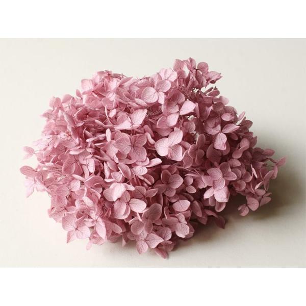 【商品詳細】【商品名】大地農園/ソフトアナベル・ヘッド【入り数】1箱(約2輪)【注意】※ご使用のＰＣ環境により、実物の色目と差異がある場合もあります。※生花由来の商品のため、商品ごとに色・サイズ・状態等に個体差がございます。そのため、入荷に...