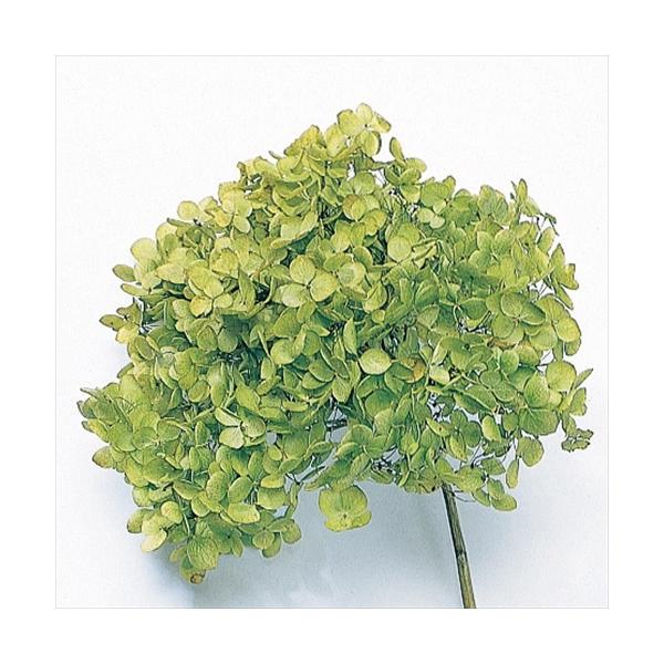 【商品詳細】【商品名】大地農園/ソフトアナベリ・ヘッド【入り数】1箱(約2輪)【注意】※ご使用のＰＣ環境により、実物の色目と差異がある場合もあります。※生花由来の商品のため、商品ごとに色・サイズ・状態等に個体差がございます。そのため、入荷に...