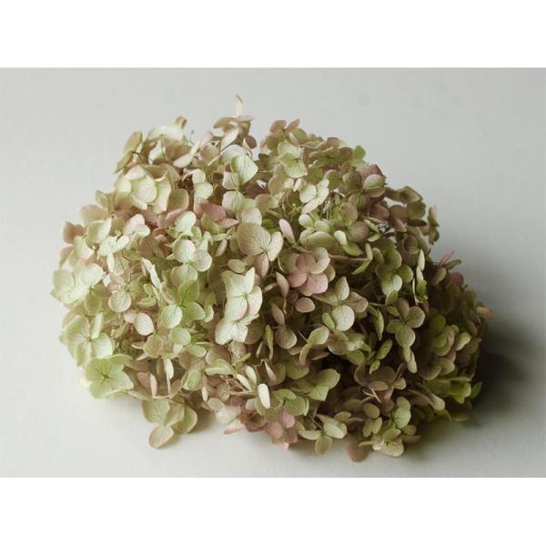 【商品詳細】【商品名】大地農園/ソフトアナベル・ヘッド【入り数】1箱(約2輪)【注意】※ご使用のＰＣ環境により、実物の色目と差異がある場合もあります。※生花由来の商品のため、商品ごとに色・サイズ・状態等に個体差がございます。そのため、入荷に...