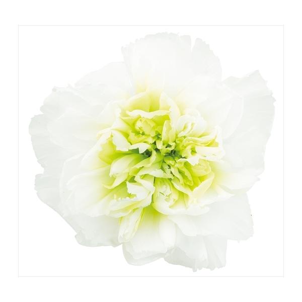 【商品詳細】【商品名】大地農園/カーネーション・ミルフィーユ【入り数】1箱（8輪)【サイズ】約5-6.5cm【注意】※ご使用のＰＣ環境により、実物の色目と差異がある場合もあります。※生花由来の商品のため、商品ごとに色・サイズ・状態等に個体差...