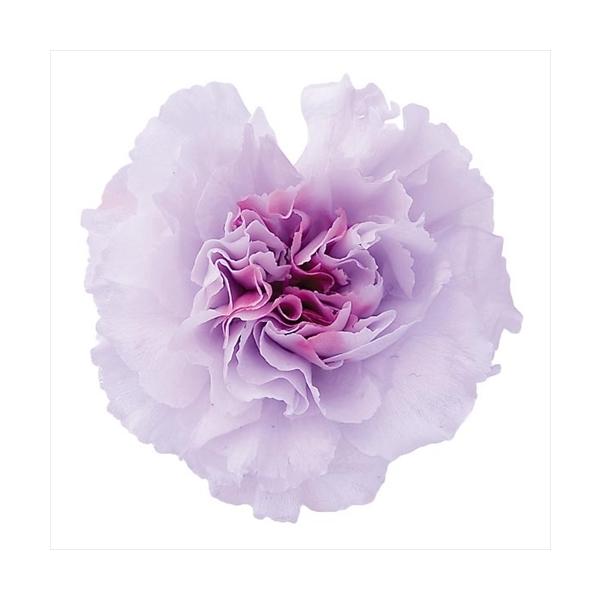 【商品詳細】【商品名】大地農園/ミニカーネーション・ミルフィーユ【入り数】1箱（9輪)【サイズ】約3.5-4.5cm【注意】※ご使用のＰＣ環境により、実物の色目と差異がある場合もあります。※生花由来の商品のため、商品ごとに色・サイズ・状態等...