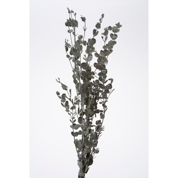 【商品詳細】【商品名】大地農園/グニーユーカリ【サイズ】L約50-60cm【入数】1束（約2?4本)【注意】※ご使用のＰＣ環境により、実物の色目と差異がある場合もあります。※生花由来の商品のため、商品ごとに色・サイズ・状態等に個体差がござい...