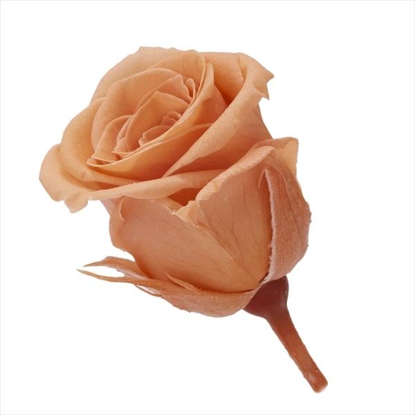 【商品詳細】【商品名】大地農園/ビビアン【サイズ】花径:約2-3cmφ・花丈:約2-2.8cm【入数】1箱（約24輪）【注意】※ご使用のＰＣ環境により、実物の色目と差異がある場合もあります。※生花由来の商品のため、商品ごとに色・サイズ・状態...