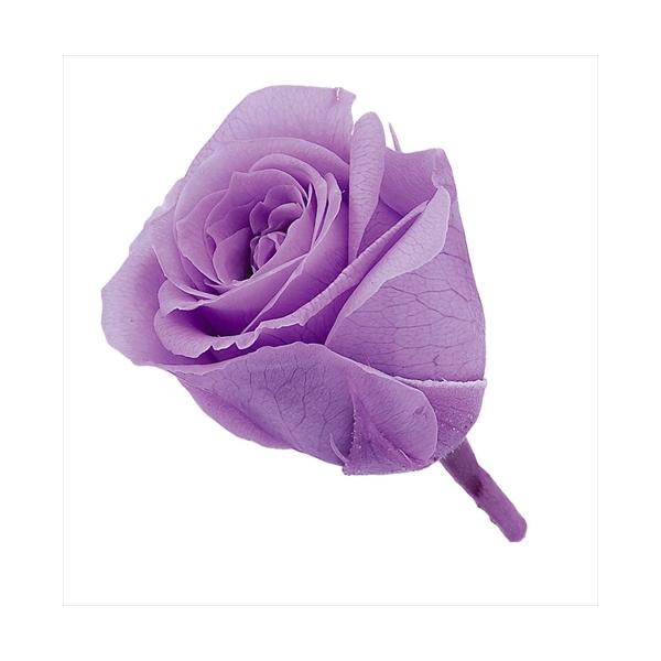 【商品詳細】【商品名】大地農園/ビビアン【サイズ】花径:約2-3cmφ・花丈:約2-2.8cm【入数】1箱（約24輪）【注意】※ご使用のＰＣ環境により、実物の色目と差異がある場合もあります。※生花由来の商品のため、商品ごとに色・サイズ・状態...