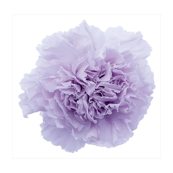 【商品詳細】【商品名】大地農園/カーネーション【入り数】1箱（8輪)【サイズ】約5-6.5cm【注意】※ご使用のＰＣ環境により、実物の色目と差異がある場合もあります。※生花由来の商品のため、商品ごとに色・サイズ・状態等に個体差がございます。...