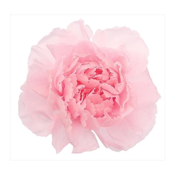 【商品詳細】【商品名】大地農園/ミニカーネーション【入り数】1箱（9輪)【サイズ】約3.5-4.5cm【注意】※ご使用のＰＣ環境により、実物の色目と差異がある場合もあります。※生花由来の商品のため、商品ごとに色・サイズ・状態等に個体差がござ...