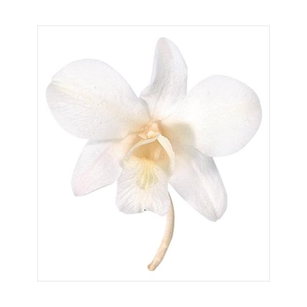 【商品詳細】【商品名】大地農園/デンファレ【入り数】1箱（8輪)【サイズ】花径約3.5-6cm【注意】※ご使用のＰＣ環境により、実物の色目と差異がある場合もあります。※生花由来の商品のため、商品ごとに色・サイズ・状態等に個体差がございます。...