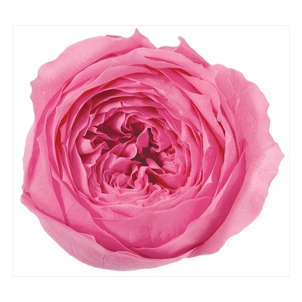 【商品詳細】【商品名】大地農園/ローズ・てまり【サイズ】花径:約4-5cmφ・花丈:約2.5-4cm【入数】1箱（約8輪）【注意】※ご使用のＰＣ環境により、実物の色目と差異がある場合もあります。※生花由来の商品のため、商品ごとに色・サイズ・...