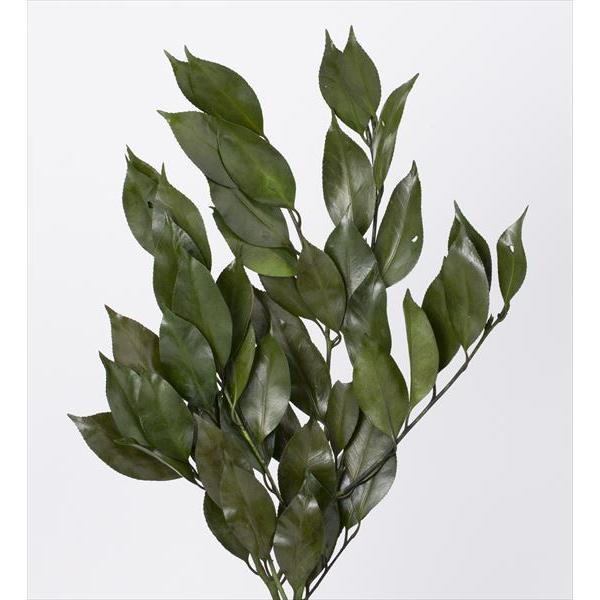 【商品詳細】【商品名】大地農園/椿の葉【サイズ】L約35-45cm【入数】1束（約40-45g)【注意】※ご使用のＰＣ環境により、実物の色目と差異がある場合もあります。※生花由来の商品のため、商品ごとに色・サイズ・状態等に個体差がございます...