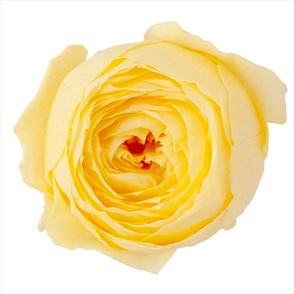 【商品詳細】【商品名】大地農園/ローズ・ココット【サイズ】花径:約3-4cmφ・花丈:約2.5-3.7cm【入数】1箱（約9輪）【注意】※ご使用のＰＣ環境により、実物の色目と差異がある場合もあります。※生花由来の商品のため、商品ごとに色・サ...