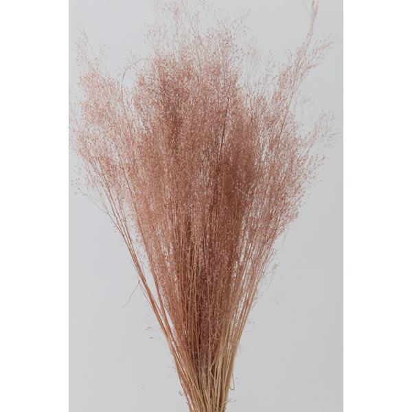 【商品詳細】【商品名】大地農園/アグロスティス【サイズ】L約35-40cm【入数】1束（約10g)【注意】※ご使用のＰＣ環境により、実物の色目と差異がある場合もあります。※生花由来の商品のため、商品ごとに色・サイズ・状態等に個体差がございま...