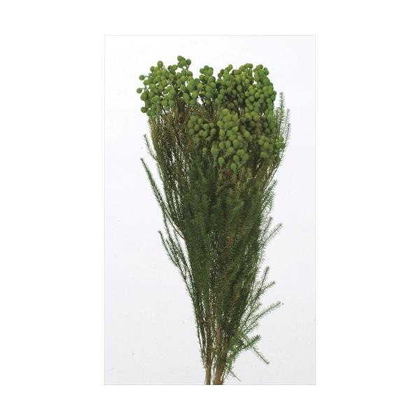 【商品詳細】【商品名】大地農園/バーゼリア【サイズ】L約35cm【入数】1束（約75g)【注意】※ご使用のＰＣ環境により、実物の色目と差異がある場合もあります。※生花由来の商品のため、商品ごとに色・サイズ・状態等に個体差がございます。そのた...