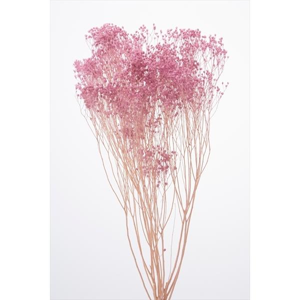 【商品詳細】【商品名】大地農園/モリソニア【入り数】1束(約20g)【サイズ】約45cm【注意】※ご使用のＰＣ環境により、実物の色目と差異がある場合もあります。※生花由来の商品のため、商品ごとに色・サイズ・状態等に個体差がございます。そのた...