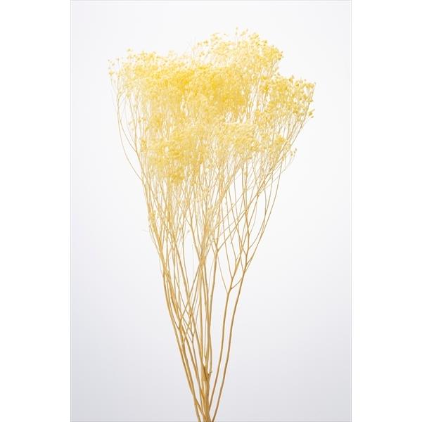 【商品詳細】【商品名】大地農園/モリソニア【入り数】1束(約20g)【サイズ】約45cm【注意】※ご使用のＰＣ環境により、実物の色目と差異がある場合もあります。※生花由来の商品のため、商品ごとに色・サイズ・状態等に個体差がございます。そのた...