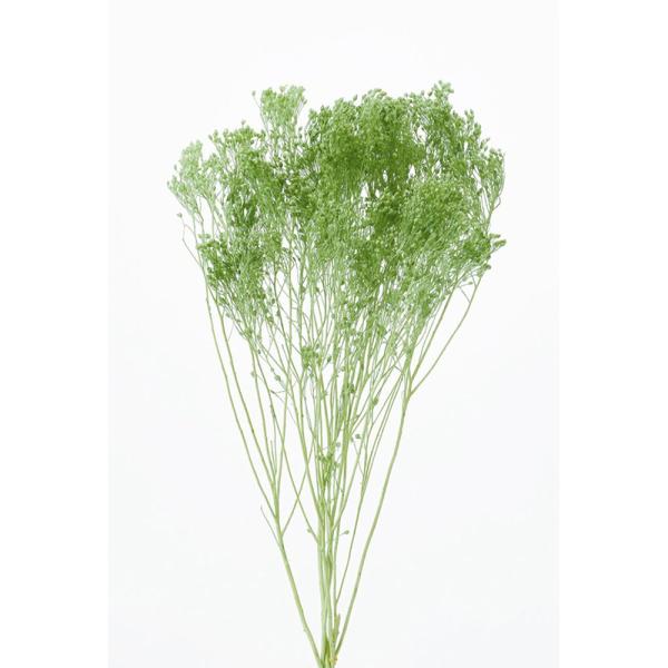 【商品詳細】【商品名】大地農園/モリソニア【入り数】1束(約20g)【サイズ】約45cm【注意】※ご使用のＰＣ環境により、実物の色目と差異がある場合もあります。※生花由来の商品のため、商品ごとに色・サイズ・状態等に個体差がございます。そのた...