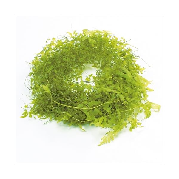 【商品詳細】【商品名】大地農園/サンウィーバイン【入数】1袋（約20g)【注意】※ご使用のＰＣ環境により、実物の色目と差異がある場合もあります。※生花由来の商品のため、商品ごとに色・サイズ・状態等に個体差がございます。そのため、入荷により色...