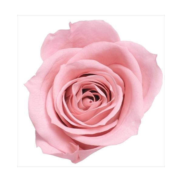 【商品詳細】【商品名】大地農園/ローズ・いずみ【サイズ】花径:約3.5-4.5cmφ・花丈:約3-3.5cm【入数】1箱（約9輪）【注意】※ご使用のＰＣ環境により、実物の色目と差異がある場合もあります。※生花由来の商品のため、商品ごとに色・...