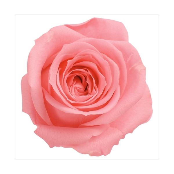 【商品詳細】【商品名】大地農園/ローズ・いずみ【サイズ】花径:約3.5-4.5cmφ・花丈:約3-3.5cm【入数】1箱（約9輪）【注意】※ご使用のＰＣ環境により、実物の色目と差異がある場合もあります。※生花由来の商品のため、商品ごとに色・...