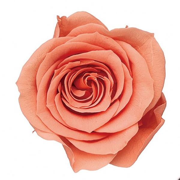 【商品詳細】【商品名】大地農園/ローズ・いずみ【サイズ】花径:約3.5-4.5cmφ・花丈:約3-3.5cm【入数】1箱（約9輪）【注意】※ご使用のＰＣ環境により、実物の色目と差異がある場合もあります。※生花由来の商品のため、商品ごとに色・...