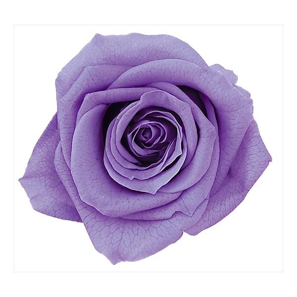 【商品詳細】【商品名】大地農園/ローズ・いずみ【サイズ】花径:約3.5-4.5cmφ・花丈:約3-3.5cm【入数】1箱（約9輪）【注意】※ご使用のＰＣ環境により、実物の色目と差異がある場合もあります。※生花由来の商品のため、商品ごとに色・...