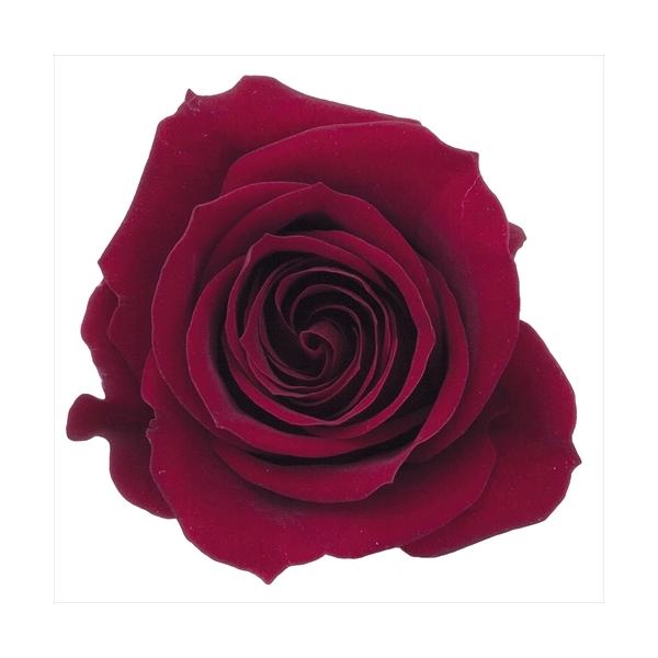 【商品詳細】【商品名】大地農園/ローズ・いずみ【サイズ】花径:約3.5-4.5cmφ・花丈:約3-3.5cm【入数】1箱（約9輪）【注意】※ご使用のＰＣ環境により、実物の色目と差異がある場合もあります。※生花由来の商品のため、商品ごとに色・...