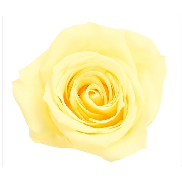 【商品詳細】【商品名】大地農園/ローズ・いずみ【サイズ】花径:約3.5-4.5cmφ・花丈:約3-3.5cm【入数】1箱（約9輪）【注意】※ご使用のＰＣ環境により、実物の色目と差異がある場合もあります。※生花由来の商品のため、商品ごとに色・...