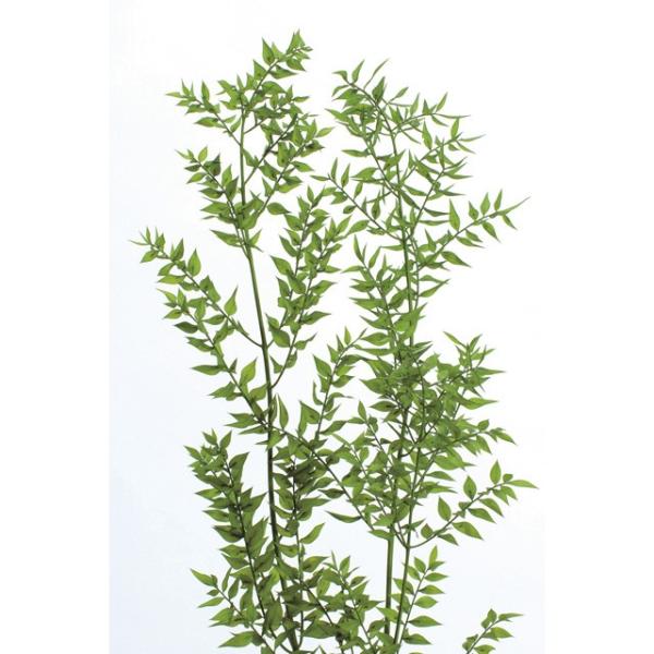 【商品詳細】【商品名】大地農園/ラスカス・プリザーブド【入数】約40g【サイズ】約50〜65cm【必ずご確認ください】※季節によりサイズ・花型にばらつきが出ることがあります。【注意】※ご使用のＰＣ環境により、実物の色目と差異がある場合もあり...