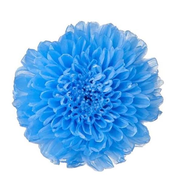 【商品詳細】【商品名】大地農園/小菊【入り数】1箱（12輪)【サイズ】約3-4.5cm【注意】※ご使用のＰＣ環境により、実物の色目と差異がある場合もあります。※生花由来の商品のため、商品ごとに色・サイズ・状態等に個体差がございます。そのため...