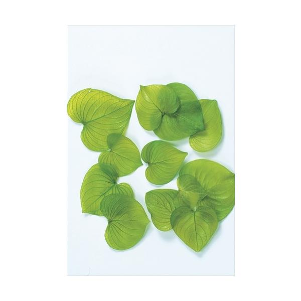 【商品詳細】【商品名】大地農園/ハートリーフ・プリザーブド【サイズ】約2-3cm【入数】1袋（約6g/約60枚)【注意】※ご使用のＰＣ環境により、実物の色目と差異がある場合もあります。※生花由来の商品のため、商品ごとに色・サイズ・状態等に個...