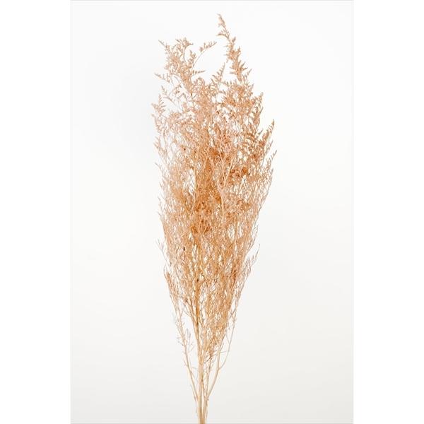 【商品詳細】【商品名】大地農園/カスピア【サイズ】L約60cm【入数】約20g【注意】※ご使用のＰＣ環境により、実物の色目と差異がある場合もあります。※生花由来の商品のため、商品ごとに色・サイズ・状態等に個体差がございます。そのため、入荷に...