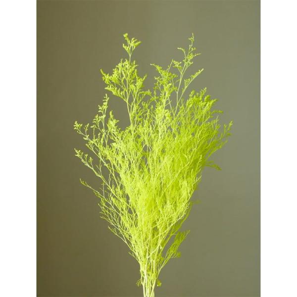 【商品詳細】【商品名】大地農園/カスピア【サイズ】L約60cm【入数】約20g【注意】※ご使用のＰＣ環境により、実物の色目と差異がある場合もあります。※生花由来の商品のため、商品ごとに色・サイズ・状態等に個体差がございます。そのため、入荷に...