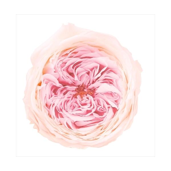 【商品詳細】【商品名】大地農園/ローズ・てまり・ミルフィーユ【サイズ】花径:約4-5cmφ・花丈:約2.5-4cm【入数】1箱（約8輪）【注意】※ご使用のＰＣ環境により、実物の色目と差異がある場合もあります。※生花由来の商品のため、商品ごと...