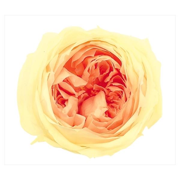 【商品詳細】【商品名】大地農園/ローズ・てまり・ミルフィーユ【サイズ】花径:約4-5cmφ・花丈:約2.5-4cm【入数】1箱（約8輪）【注意】※ご使用のＰＣ環境により、実物の色目と差異がある場合もあります。※生花由来の商品のため、商品ごと...