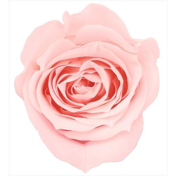 【商品詳細】【商品名】大地農園/ローズ・ミミ【サイズ】花径:約3-3.5cmφ・花丈:約2.5-3cm【入数】1箱（約9輪）【注意】※ご使用のＰＣ環境により、実物の色目と差異がある場合もあります。※生花由来の商品のため、商品ごとに色・サイズ...