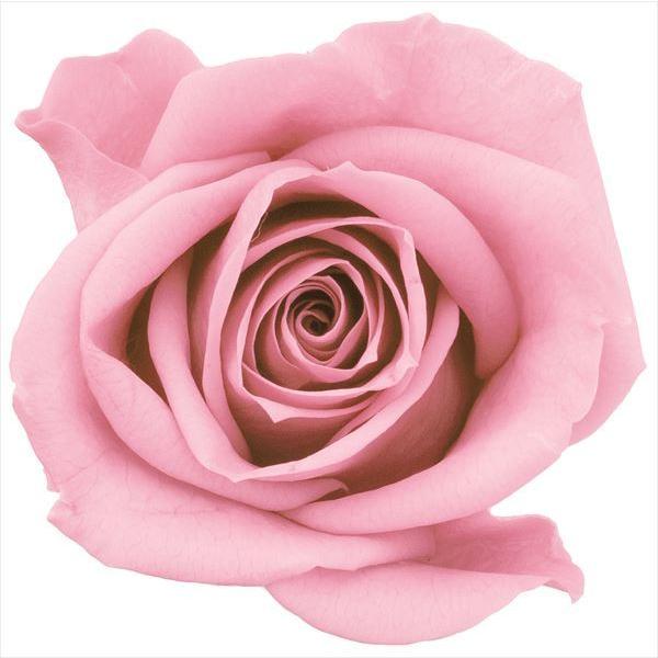 【商品詳細】【商品名】大地農園/ローズ・ミミ【サイズ】花径:約3-3.5cmφ・花丈:約2.5-3cm【入数】1箱（約9輪）【注意】※ご使用のＰＣ環境により、実物の色目と差異がある場合もあります。※生花由来の商品のため、商品ごとに色・サイズ...