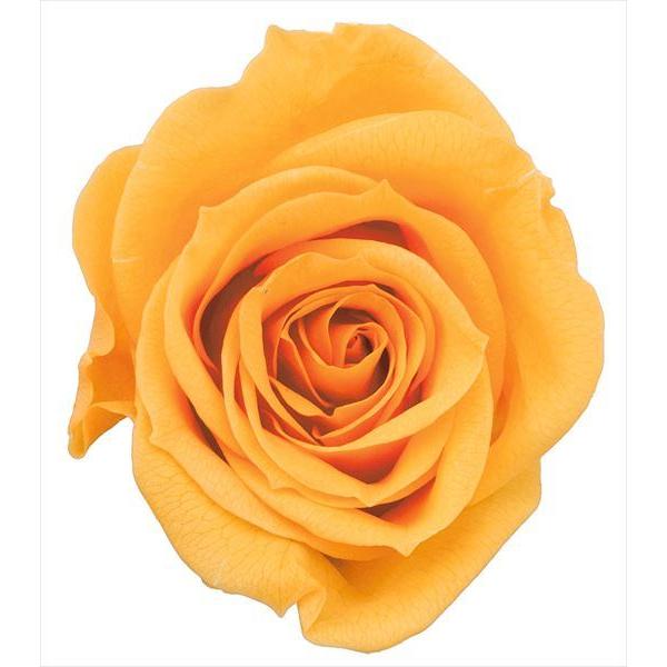 【商品詳細】【商品名】大地農園/ローズ・ミミ【サイズ】花径:約3-3.5cmφ・花丈:約2.5-3cm【入数】1箱（約9輪）【注意】※ご使用のＰＣ環境により、実物の色目と差異がある場合もあります。※生花由来の商品のため、商品ごとに色・サイズ...