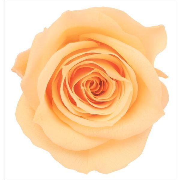 【商品詳細】【商品名】大地農園/ローズ・ミミ【サイズ】花径:約3-3.5cmφ・花丈:約2.5-3cm【入数】1箱（約9輪）【注意】※ご使用のＰＣ環境により、実物の色目と差異がある場合もあります。※生花由来の商品のため、商品ごとに色・サイズ...