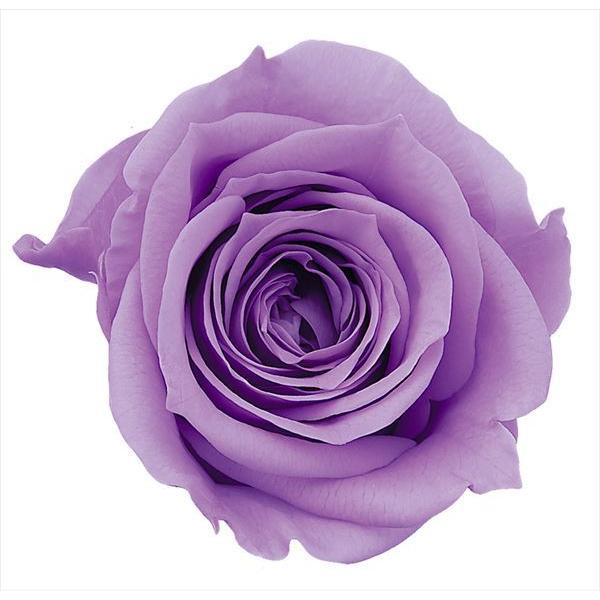 【商品詳細】【商品名】大地農園/ローズ・ミミ【サイズ】花径:約3-3.5cmφ・花丈:約2.5-3cm【入数】1箱（約9輪）【注意】※ご使用のＰＣ環境により、実物の色目と差異がある場合もあります。※生花由来の商品のため、商品ごとに色・サイズ...