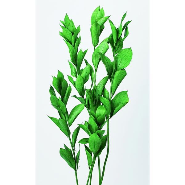 【商品詳細】【商品名】大地農園/ルスカス・ガーデン【サイズ】L約50-60cm【入数】1束（約3本)【注意】※ご使用のＰＣ環境により、実物の色目と差異がある場合もあります。※生花由来の商品のため、商品ごとに色・サイズ・状態等に個体差がござい...