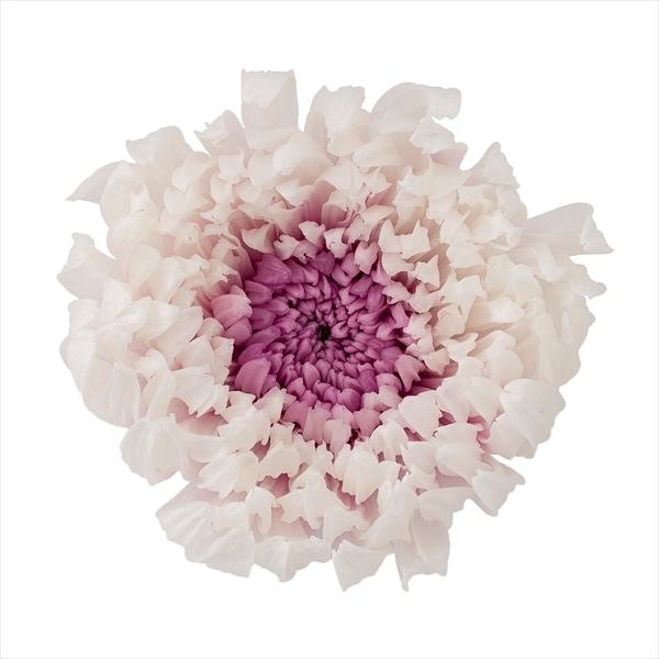 【商品詳細】【商品名】大地農園/輪菊・咲花・ミルフィーユ【入り数】1箱（6輪)【サイズ】花径約5-6cm花丈3-4m【注意】※ご使用のＰＣ環境により、実物の色目と差異がある場合もあります。※生花由来の商品のため、商品ごとに色・サイズ・状態等...
