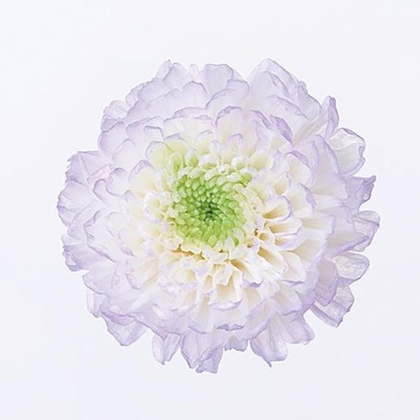 【商品詳細】【商品名】大地農園/小菊・ほのか【入り数】1箱（12輪)【サイズ】約3-4.5cm【注意】※ご使用のＰＣ環境により、実物の色目と差異がある場合もあります。※生花由来の商品のため、商品ごとに色・サイズ・状態等に個体差がございます。...