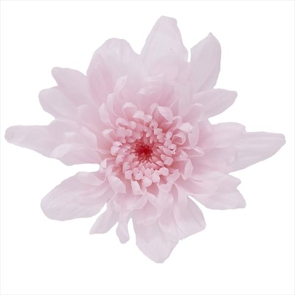 【商品詳細】【商品名】大地農園/ことね菊【入り数】1箱（6輪)【サイズ】約4.5-6.5cm【注意】※ご使用のＰＣ環境により、実物の色目と差異がある場合もあります。※生花由来の商品のため、商品ごとに色・サイズ・状態等に個体差がございます。そ...