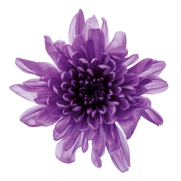 【商品詳細】【商品名】大地農園/ことね菊【入り数】1箱（6輪)【サイズ】約4.5-6.5cm【注意】※ご使用のＰＣ環境により、実物の色目と差異がある場合もあります。※生花由来の商品のため、商品ごとに色・サイズ・状態等に個体差がございます。そ...