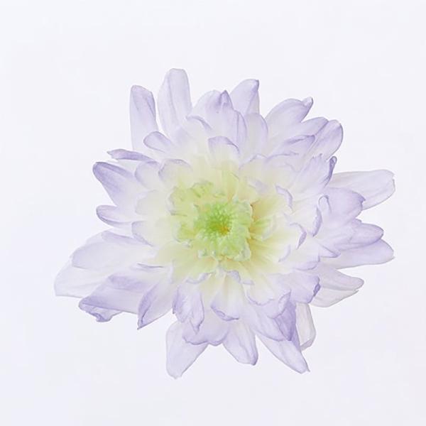 【商品詳細】【商品名】大地農園/ことね菊・ほのか【入り数】1箱（6輪)【サイズ】約4.5-6.5cm【注意】※ご使用のＰＣ環境により、実物の色目と差異がある場合もあります。※生花由来の商品のため、商品ごとに色・サイズ・状態等に個体差がござい...