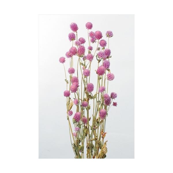 【商品詳細】【商品名】大地農園/千日紅【入り数】1束(約35g)【サイズ】約40cm【注意】※ご使用のＰＣ環境により、実物の色目と差異がある場合もあります。※生花由来の商品のため、商品ごとに色・サイズ・状態等に個体差がございます。そのため、...