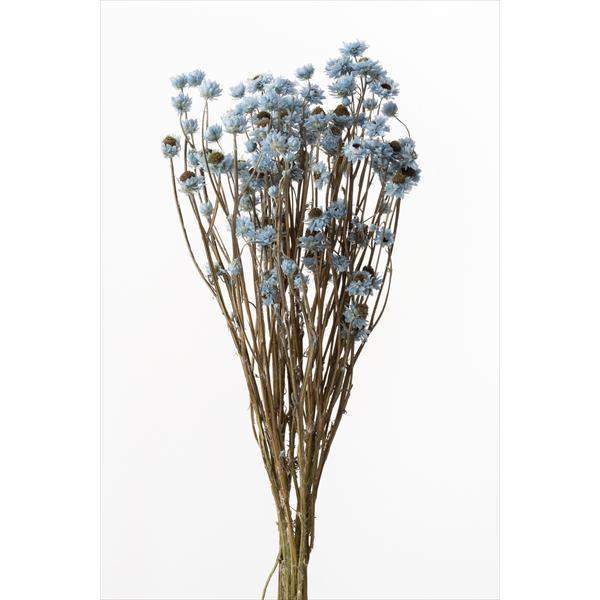 【商品詳細】【商品名】大地農園/アンモビューム【入り数】1束(約25g)【サイズ】約40-50cmL【注意】※ご使用のＰＣ環境により、実物の色目と差異がある場合もあります。※生花由来の商品のため、商品ごとに色・サイズ・状態等に個体差がござい...